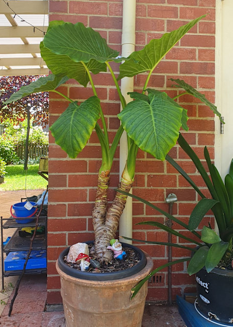 elephant ear plant - Plants in Dulwich SA | Gumtree Australia