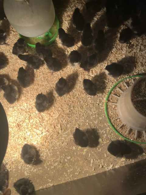 7 week old chickens brown, black and white | Livestock | Gumtree ...