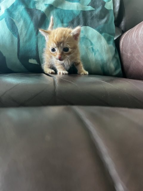 Ginger female kitten | Cats & Kittens | Gumtree Australia North Burnett ...