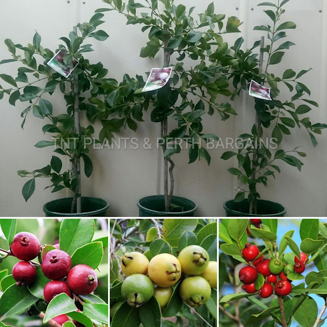 Strawberry Cherry Guava Fruit Trees Plants FROM $35 - Plants in ...