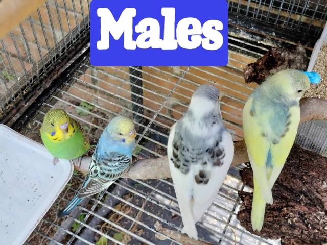 Budgies. Beautiful babies. | Birds | Gumtree Australia Lockyer Valley ...