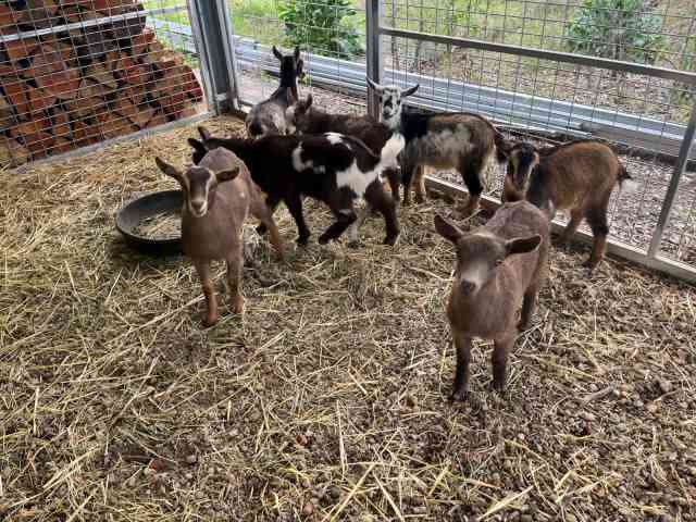 Nigerian Dwarf kids (3 months old) | Livestock | Gumtree Australia ...