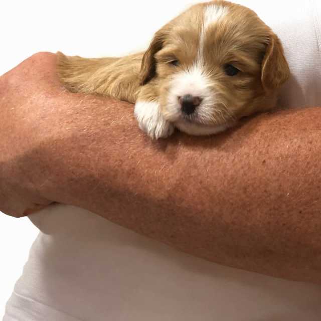 Shmoodle puppies ready for Christmas | Dogs & Puppies | Gumtree ...