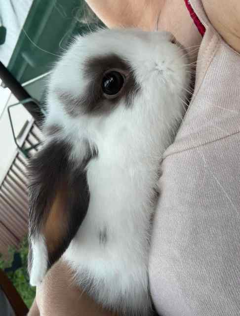Butterfly mini lop rabbits | Rabbits | Gumtree Australia Parramatta ...