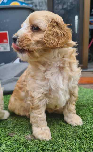 Spoodle Puppies (Cockapoo) | Dogs & Puppies | Gumtree Australia Bendigo ...