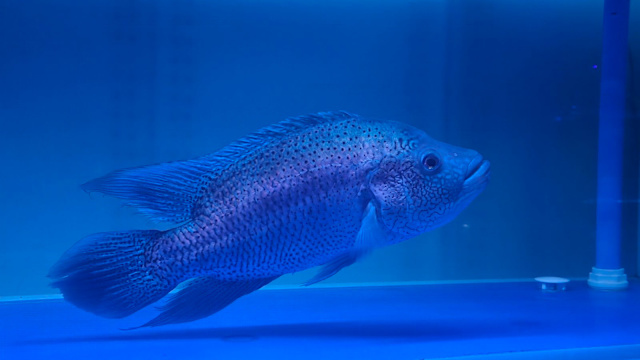 FREE to good Home - Dovii Cichlid Male Fish - 35cm | Fish | Gumtree ...