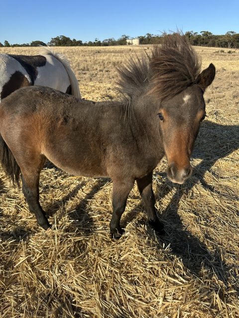 American Miniature Pony | Horses & Ponies | Gumtree Australia Loddon ...