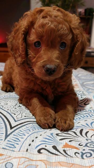 Red Cavoodle Boy | Dogs & Puppies | Gumtree Australia Ipswich City ...