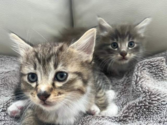 Ragdoll x Tabby Kittens - 2 Males Ready NOW | Cats & Kittens | Gumtree ...