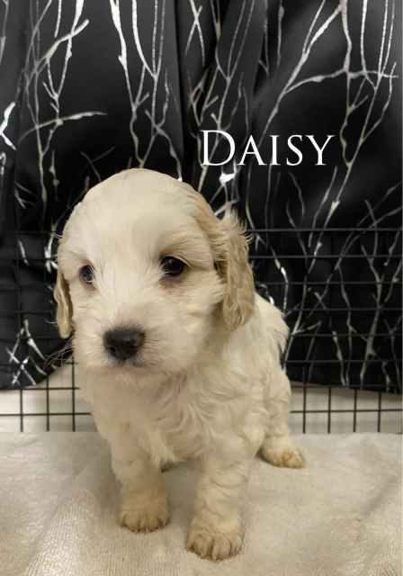 Loveable Spoodle Puppies (Cockapoo) | Dogs & Puppies | Gumtree ...