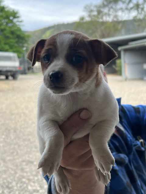 Jack Russell Puppy - Stumpy Tail | Dogs & Puppies | Gumtree Australia ...