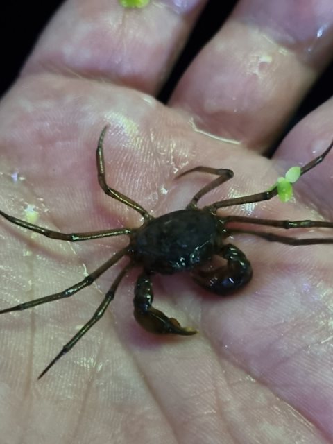 freshwater micro crabs | Fish | Gumtree Australia Wyong Area ...