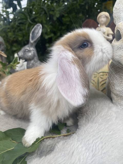 Totally gorgeous rabbits mini lop pure breed blue eyed babies | Rabbits ...
