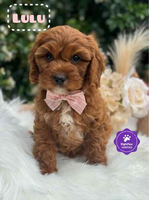 💕Rightpaw verified Ruby Toy Cavoodle Puppies 💕 | Dogs & Puppies ...