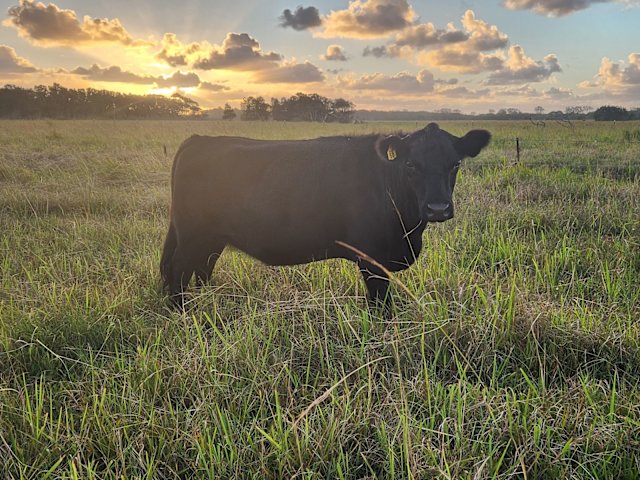 Lowline angus cows | Livestock | Gumtree Australia Lismore Region ...