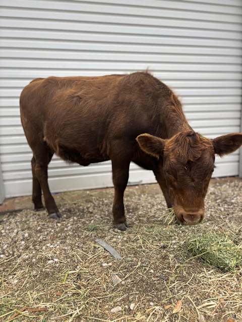 Dexter heifer and Dexter heifer calf (8 months old) | Livestock ...