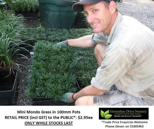 Mini Mondo Grass Dwarf 100mm Pots Use Between Large Pavers HS065 ...