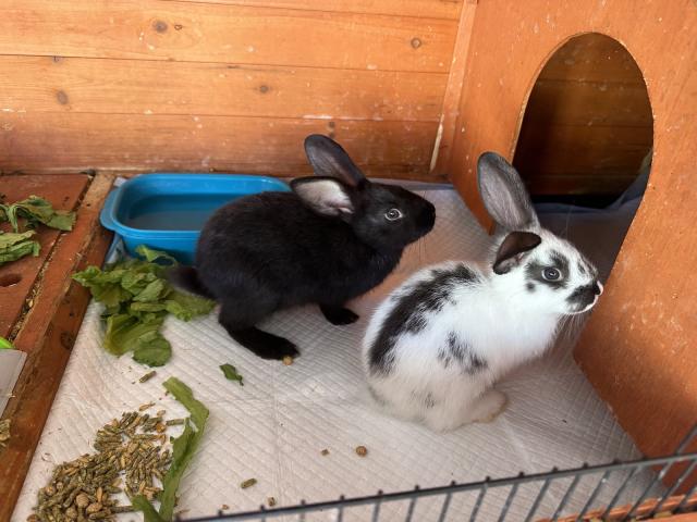 2 x rabbit for sale | Rabbits | Gumtree Australia Perth City Area ...