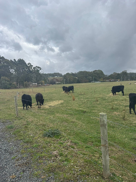 Yearling Angus cross | Livestock | Gumtree Australia Waratah Area ...