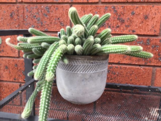 Succulent in cement pot. - Plants in Pearce ACT | Gumtree Australia