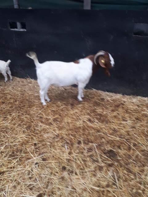 PURE BRED BOER GOAT | Livestock | Gumtree Australia Camden Area ...