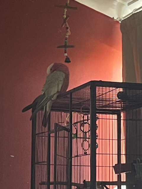 Galah parrot with cage and food for sale | Birds | Gumtree Australia ...
