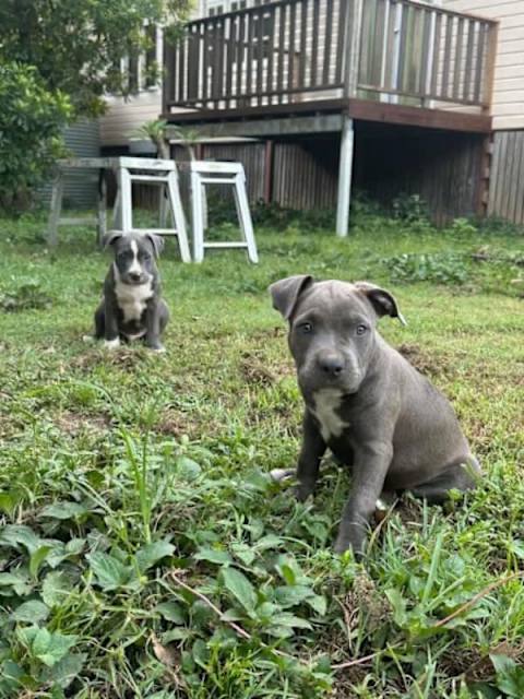 American Staffy x Eniglish Staffy For Sale X2 BOYS | Dogs & Puppies ...
