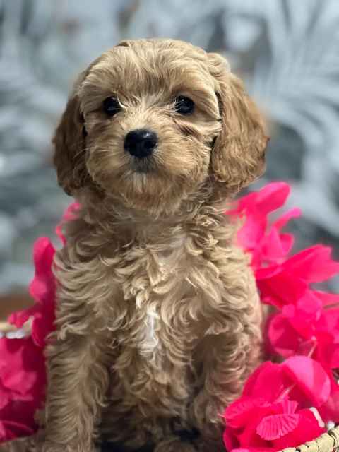 Toy/ Mini Cavoodles half price school holiday Suprise!!! | Dogs ...