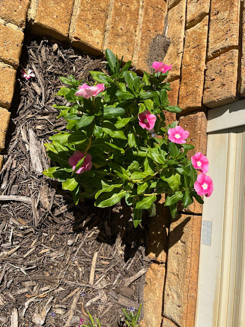 Mature Juniper, Golden Cane Palm, Roses, Flowers and Shrubs - Plants in ...