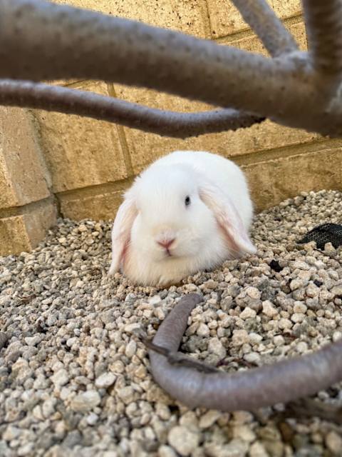 TWO BEAUTIFUL WHITE RABBITS | Rabbits | Gumtree Australia Bunbury Area ...