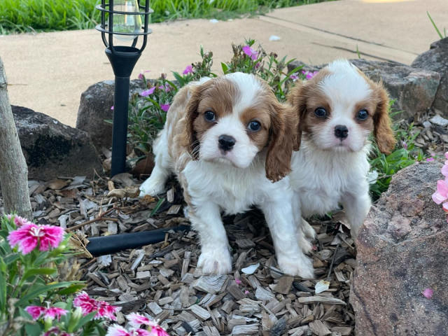 PURE BRED CAVALIER KING CHARLES SPANIELS WITH SPECIAL AG GENE | Dogs ...