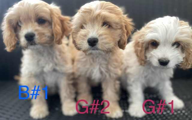 Cavoodle female puppy | Dogs & Puppies | Gumtree Australia Cooma-Monaro ...