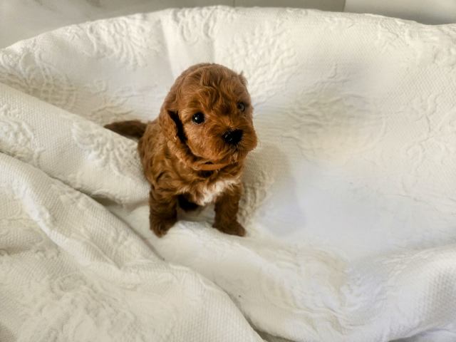 Beautiful Dark Red Little Cavoodle Last Boy F1B | Dogs & Puppies ...