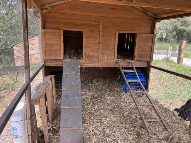 Chickens and chicken coup | Livestock | Gumtree Australia Wollondilly ...