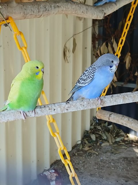 Young budgies (3) 2 months old just out of the nestbox.. | Birds ...