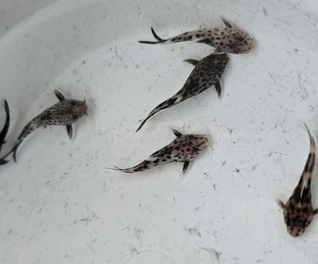 Cuckoo Catfish - Synodontis multipunctatus | Fish | Gumtree Australia ...