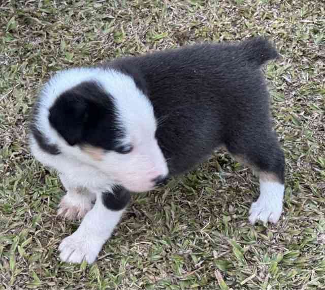 Australian shepherd x border collie | Dogs & Puppies | Gumtree ...