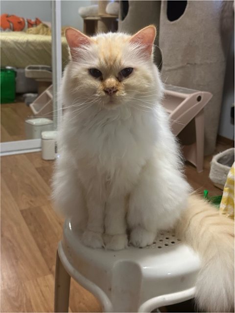 Rehoming beautiful red point Birman cat | Cats & Kittens | Gumtree ...
