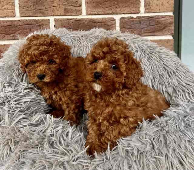 CAVOODLE RUBY PUPPIES F1B - READY TO A NEW HOME TODAY! | Dogs & Puppies ...