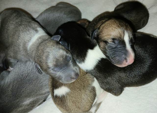 Purebred Whippet Puppies | Dogs & Puppies | Gumtree Australia Manjimup ...