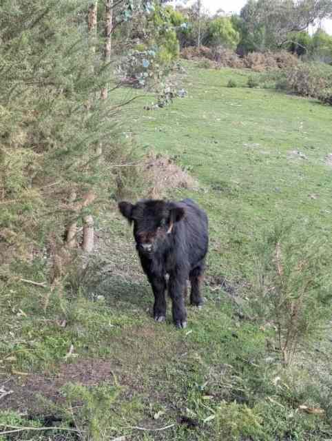Miniature Angus x Miniature Highland Cows | Livestock | Gumtree ...