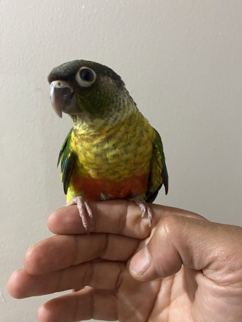 Hand raised gorgeous baby conure parrots 🦜 | Birds | Gumtree Australia ...