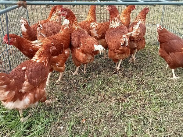 Point of Lay Hyline Pullets | Livestock | Gumtree Australia Greater ...