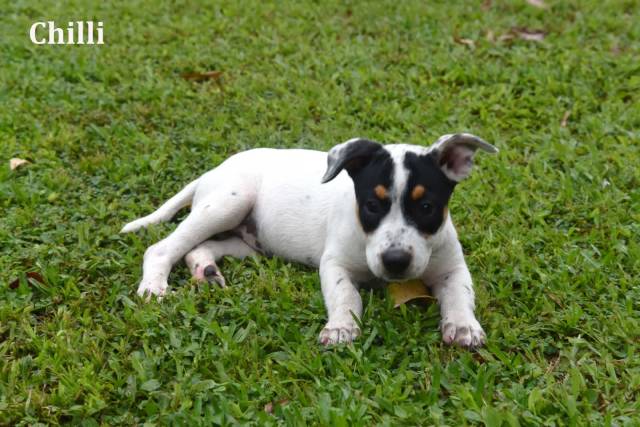 CHILLI CATTLE X FEMALE 10 WEEKS OLD $600 TO ADOPT BIN0001548112747 98 ...