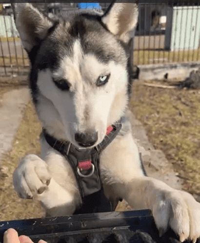 Purebred Siberian Husky | Dogs & Puppies | Gumtree Australia Port ...