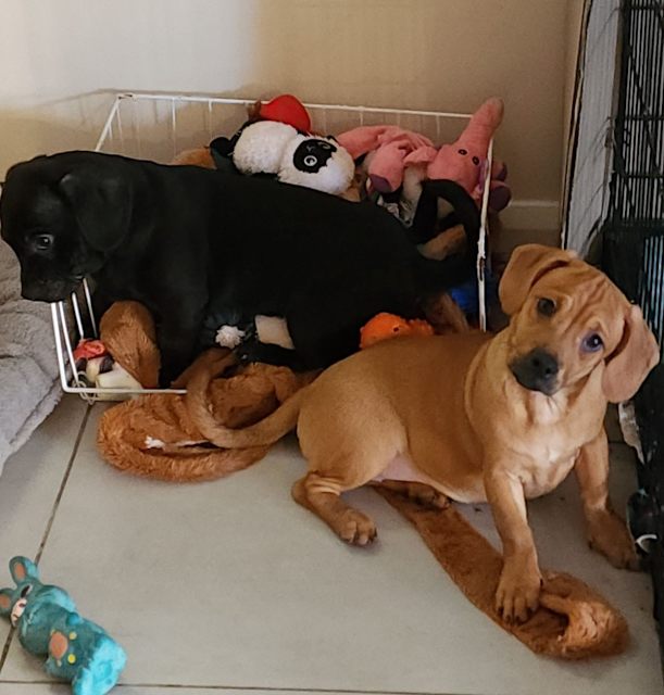2 x Daug Puppy 19 Weeks Old | Dogs & Puppies | Gumtree Australia Wagga Wagga City - Wagga Wagga ...