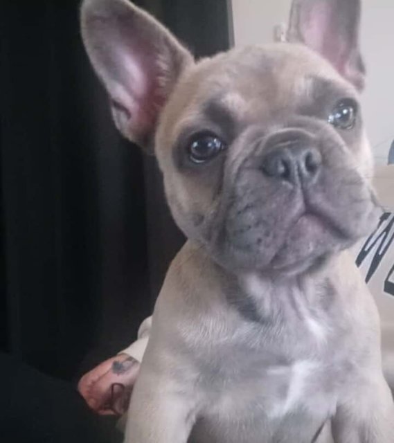 Female french bulldog | Dogs & Puppies | Gumtree Australia Wyong Area ...