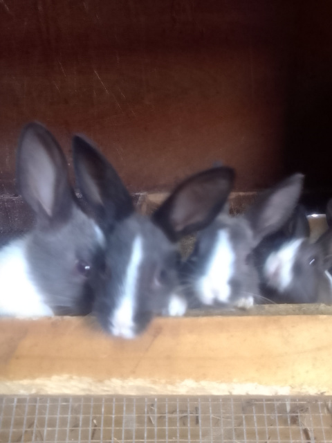 Dutch cross bunnies | Rabbits | Gumtree Australia Waratah Area ...