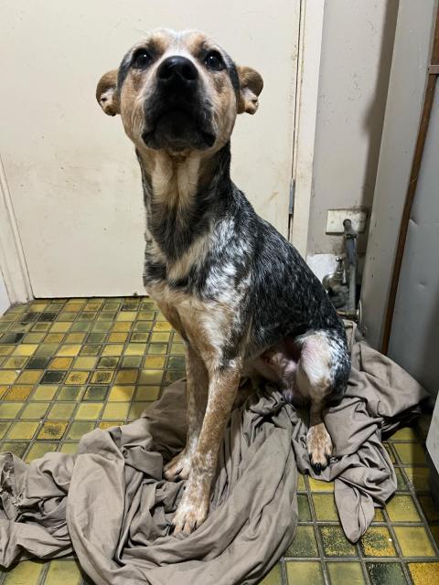 Blue Heller X Smithfield | Dogs & Puppies | Gumtree Australia Richmond ...