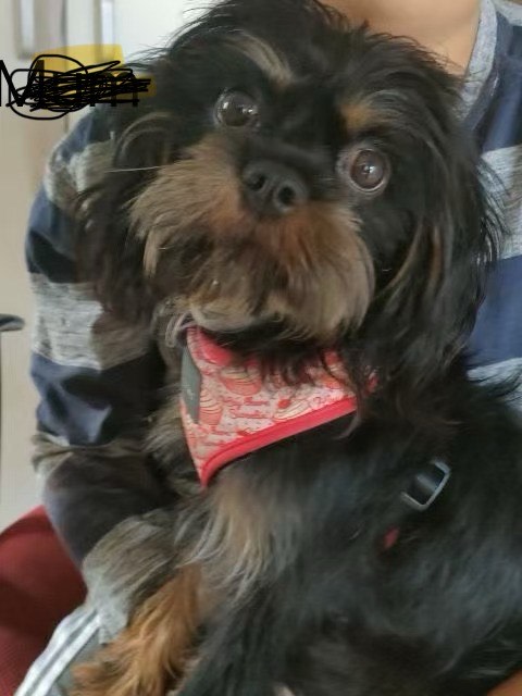 Beautiful cavalier King Charles spaniel: Griffon Bruxellois | Dogs ...